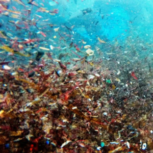 TSU Research Center "Microplastics in the Environment" 2 - Consortium ...